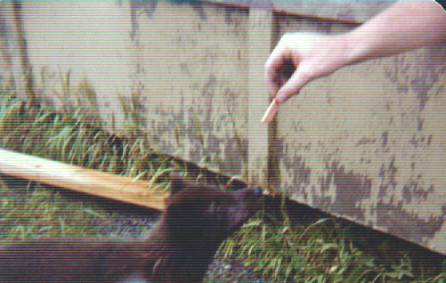 Russian Blue Fox of Shemya