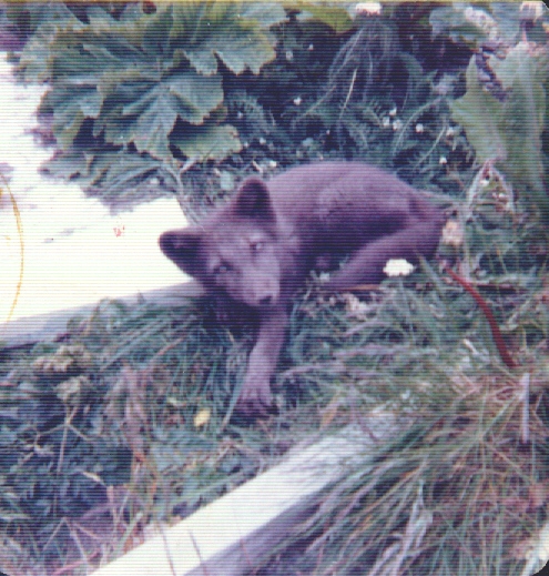 Russian Blue Fox of Shemya